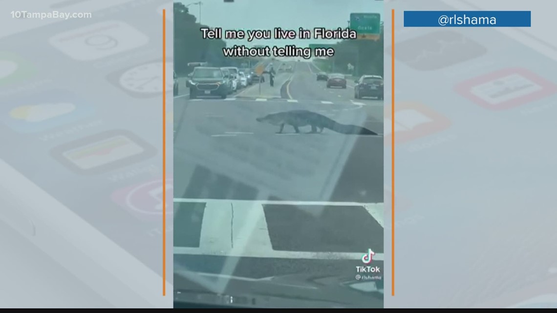 Video shows Hillsborough County deputy help alligator across busy ...