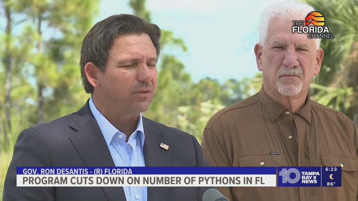 A state program cuts down population of invasive pythons in Florida ...