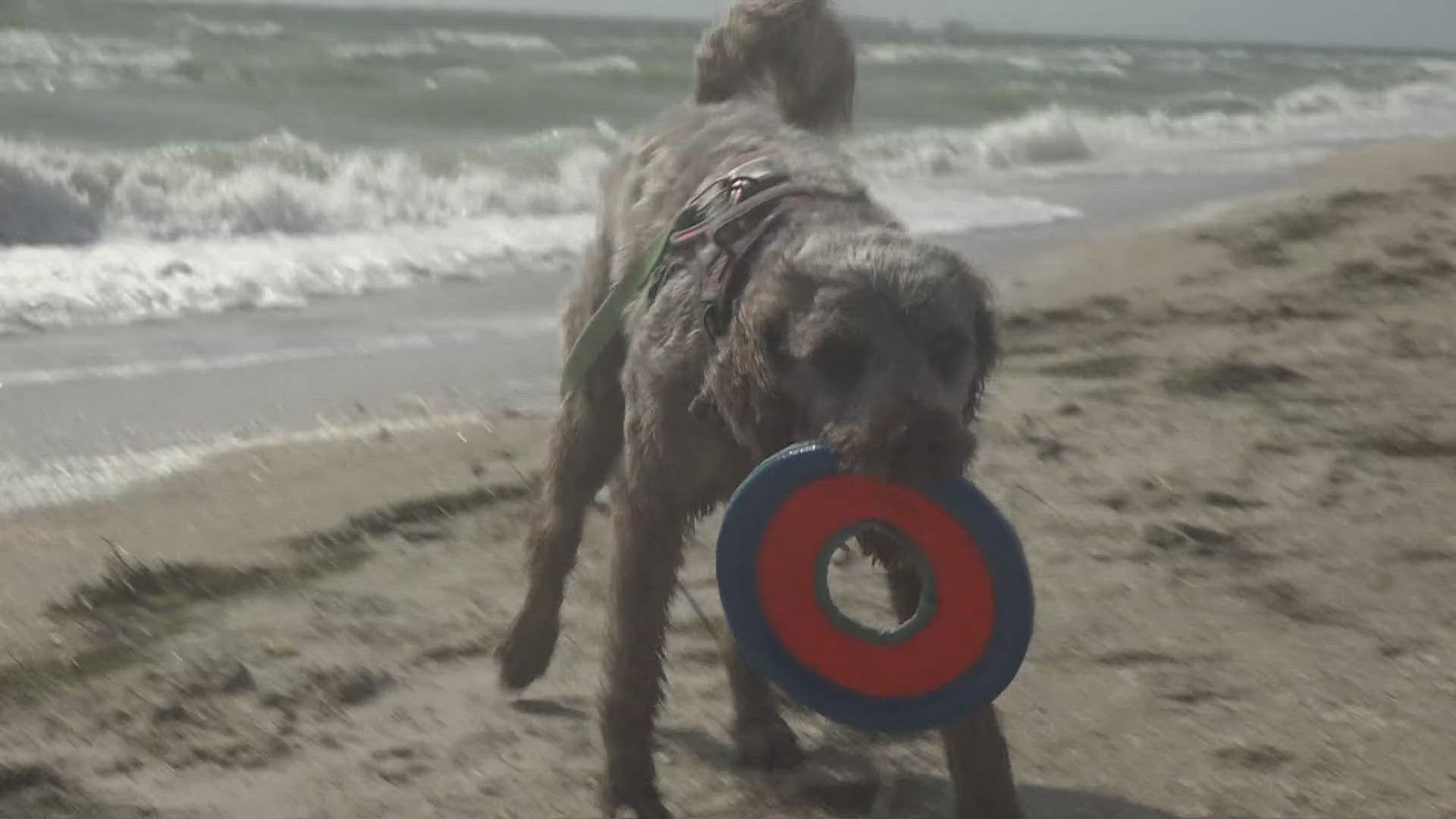 Fort De Soto Park's Dog Beach reopens with higher parking fees | wtsp.com