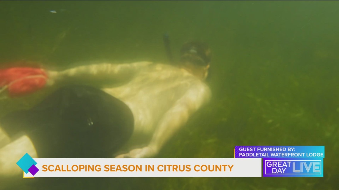 Dive into scalloping season | wtsp.com