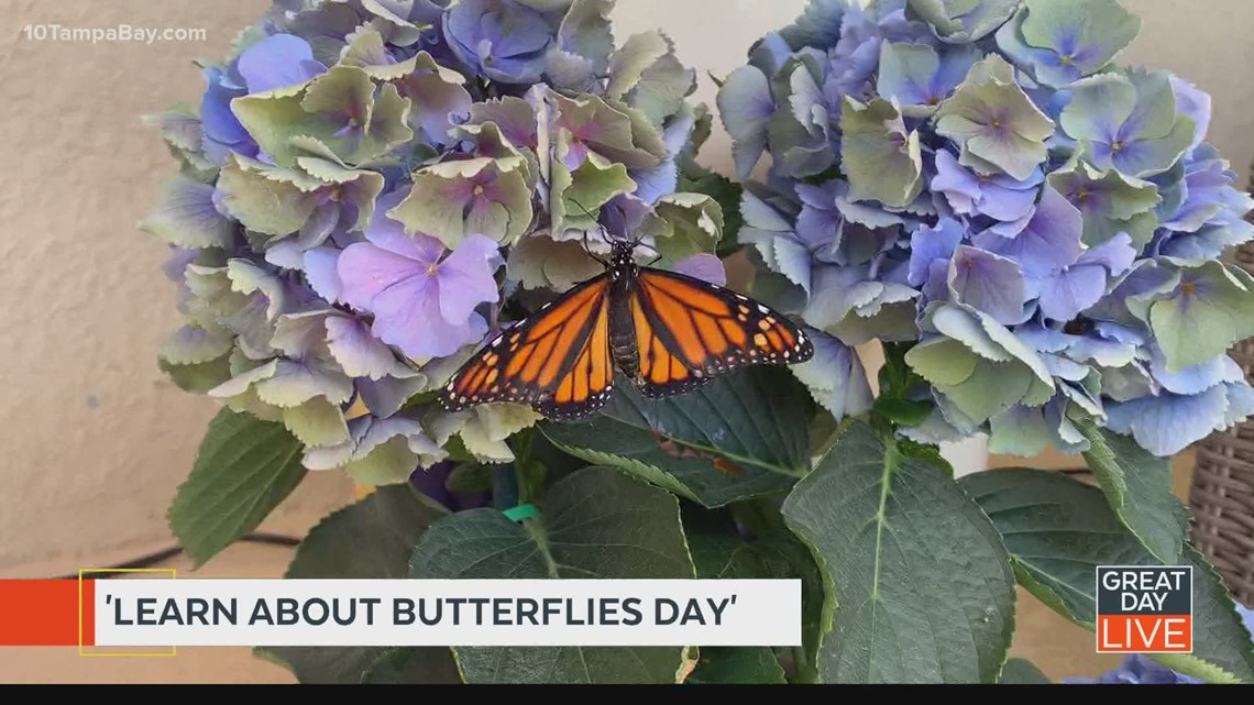 Local business celebrates ‘Learn About Butterflies Day’ | wtsp.com