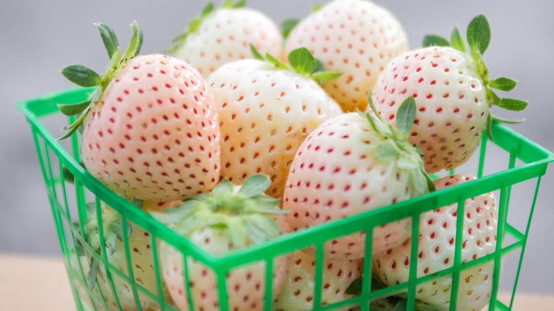 What are the white strawberries at the Strawberry Festval? | wtsp.com