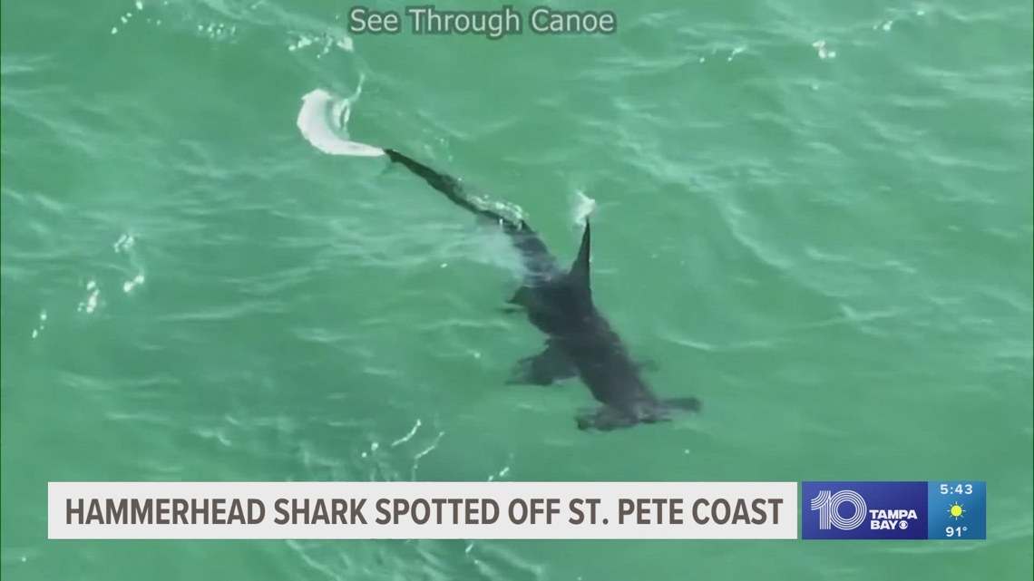 Hammerhead shark spotted off coast of St. Petersburg, Florida | wtsp.com