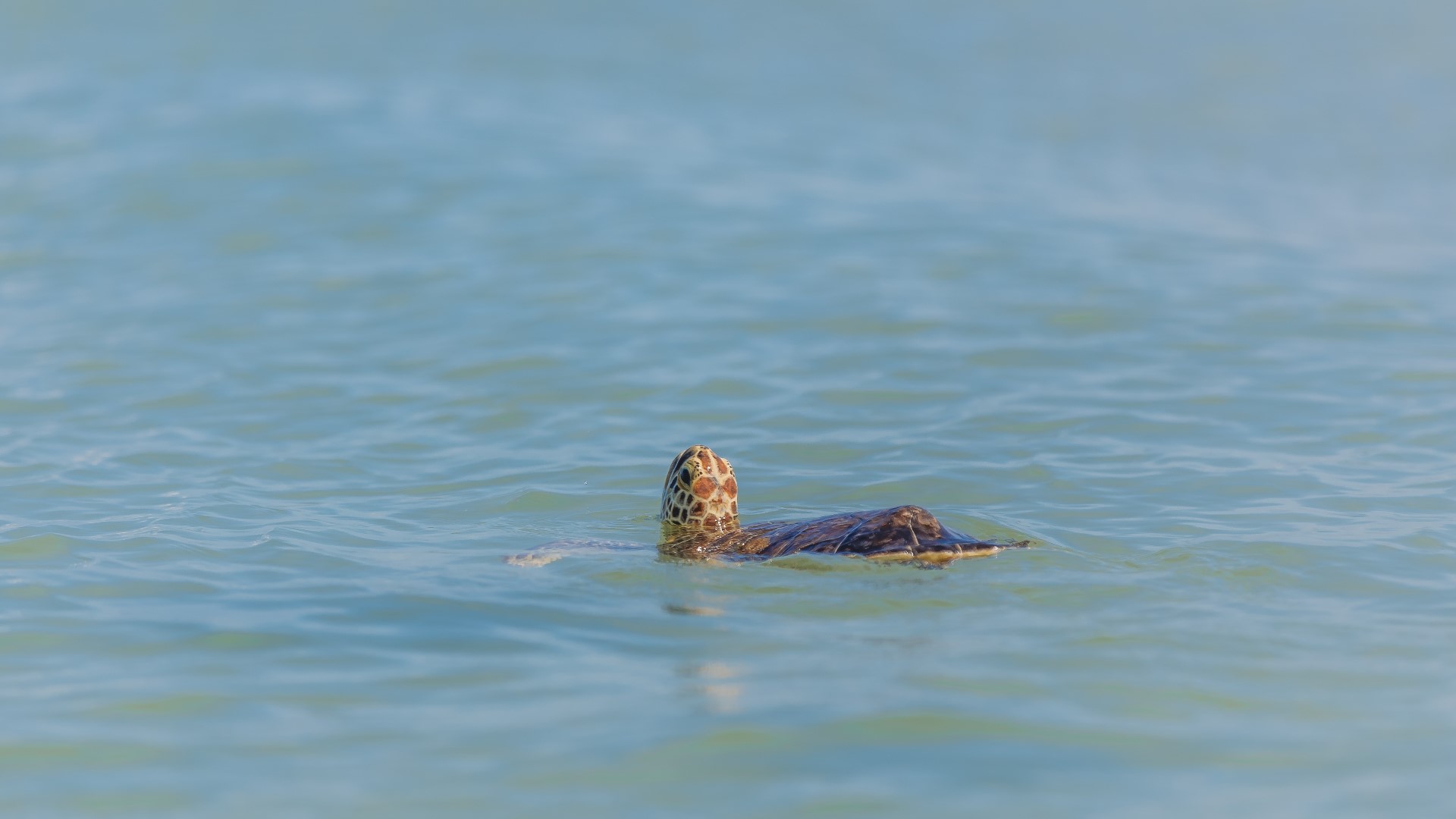 Juvenile green tea turtle released back into the wild | wtsp.com