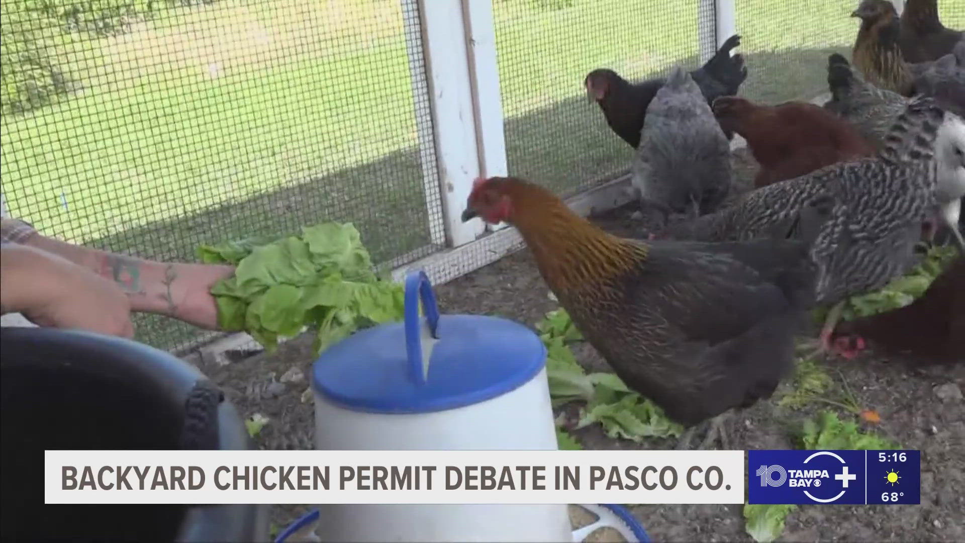 Pasco County residents are now allowed to keep up to 4 hens in their ...