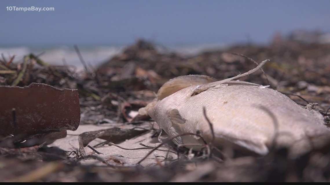 More than 1,300 tons of dead sea life has been collected in Pinellas ...