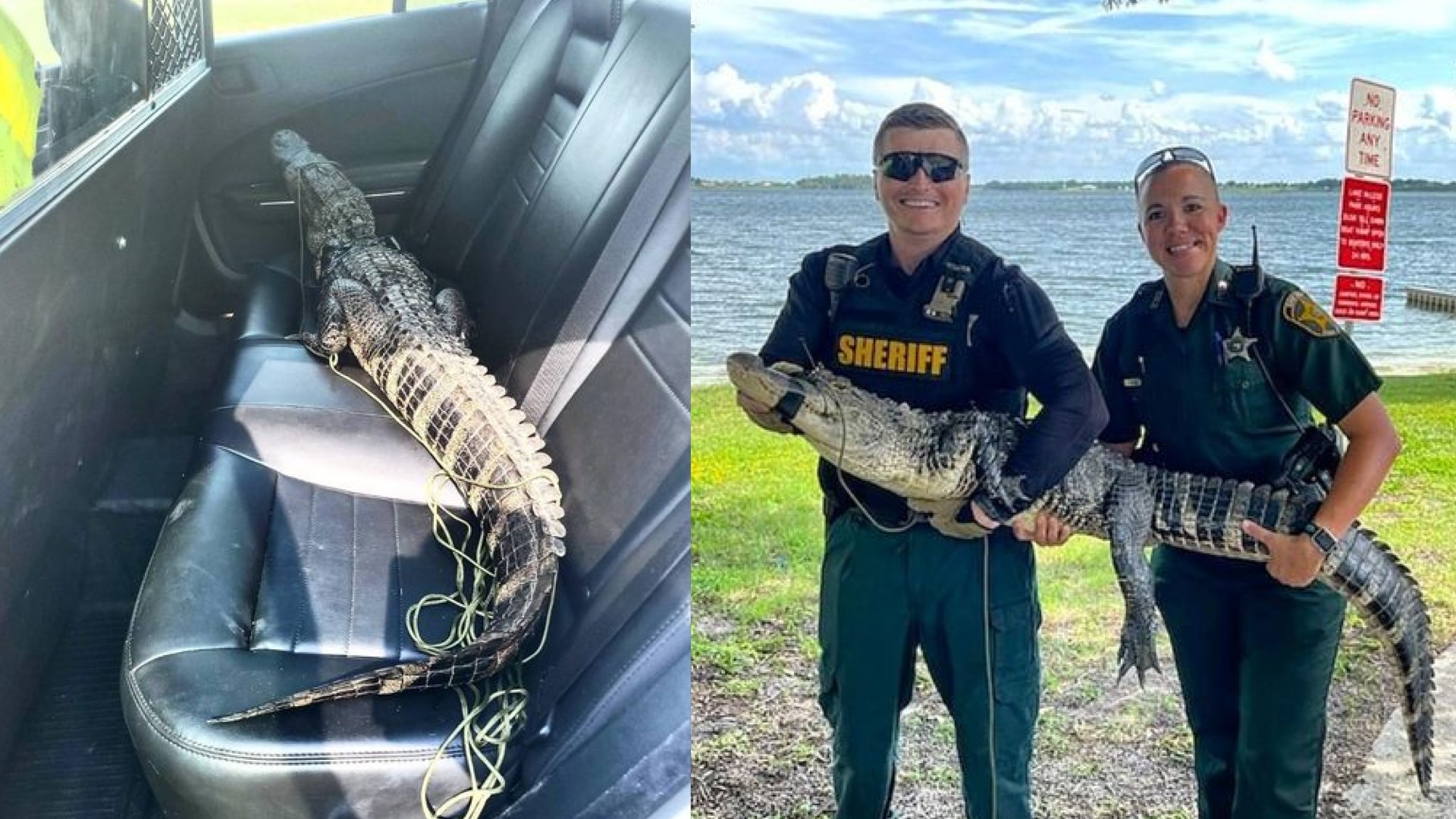 Polk County deputies capture and relocate 5.5-foot alligator | wtsp.com