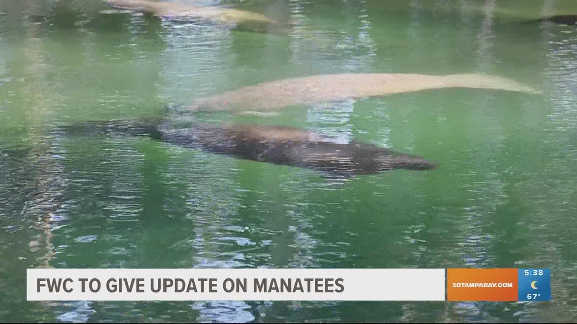 FWC to give update on efforts to stop high death rate of manatees ...