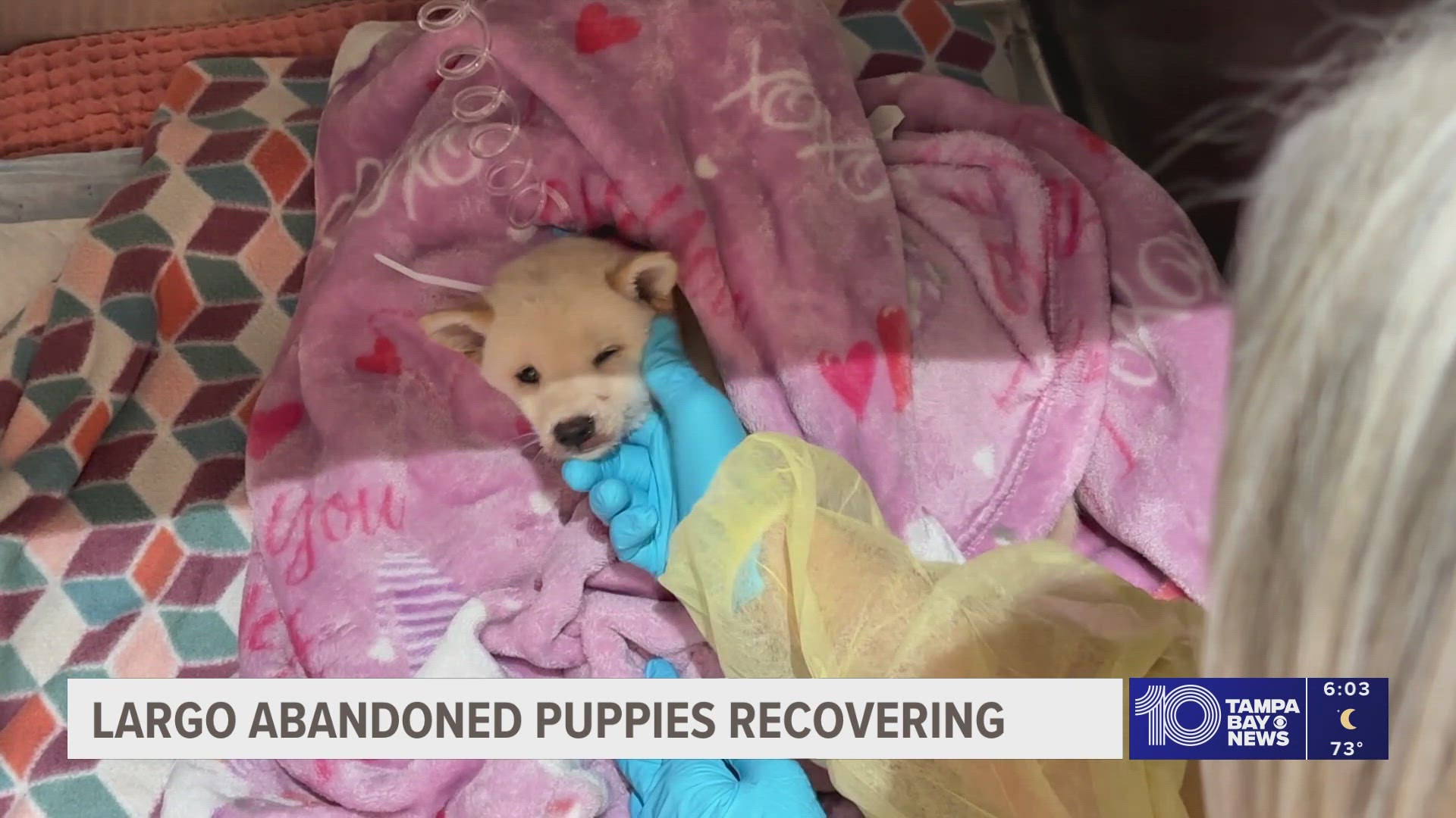 Abandoned Largo puppies are improving, but one remains in critical ...