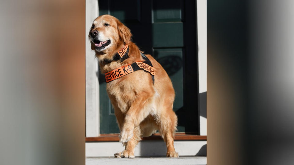 Service dog whose story raised awareness for PTSD has died | wtsp.com