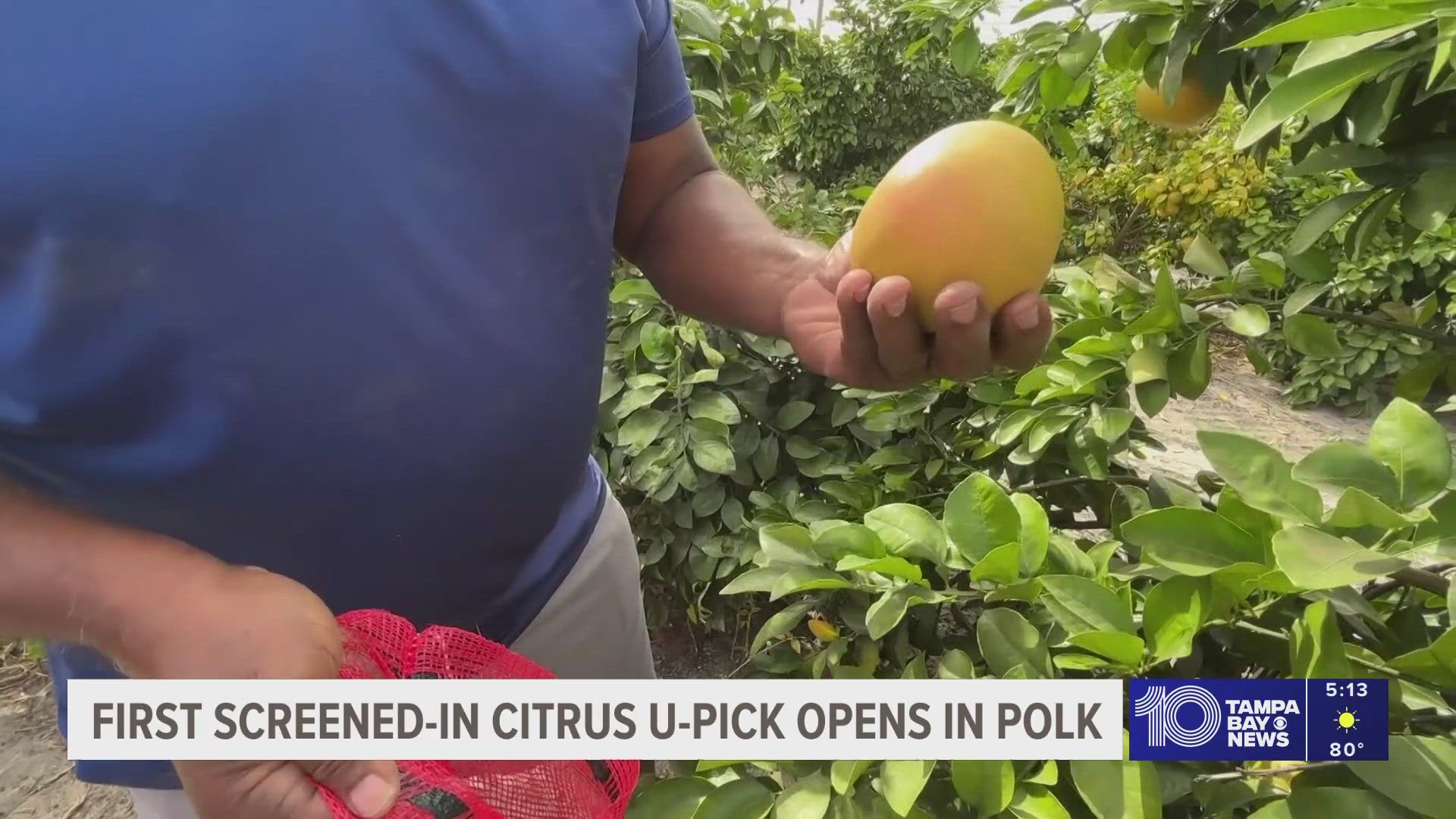 Polk County grove opens Florida’s first U-pick citrus operation grown ...