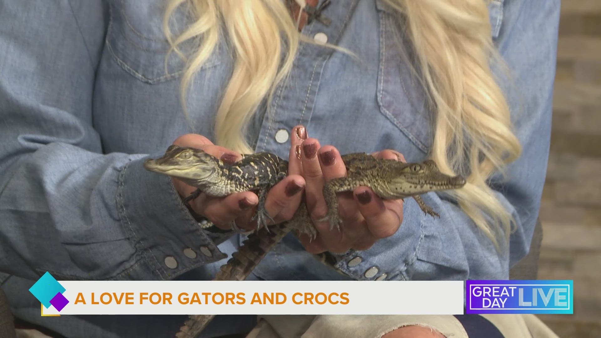 Story behind the most famous gator in Florida | wtsp.com