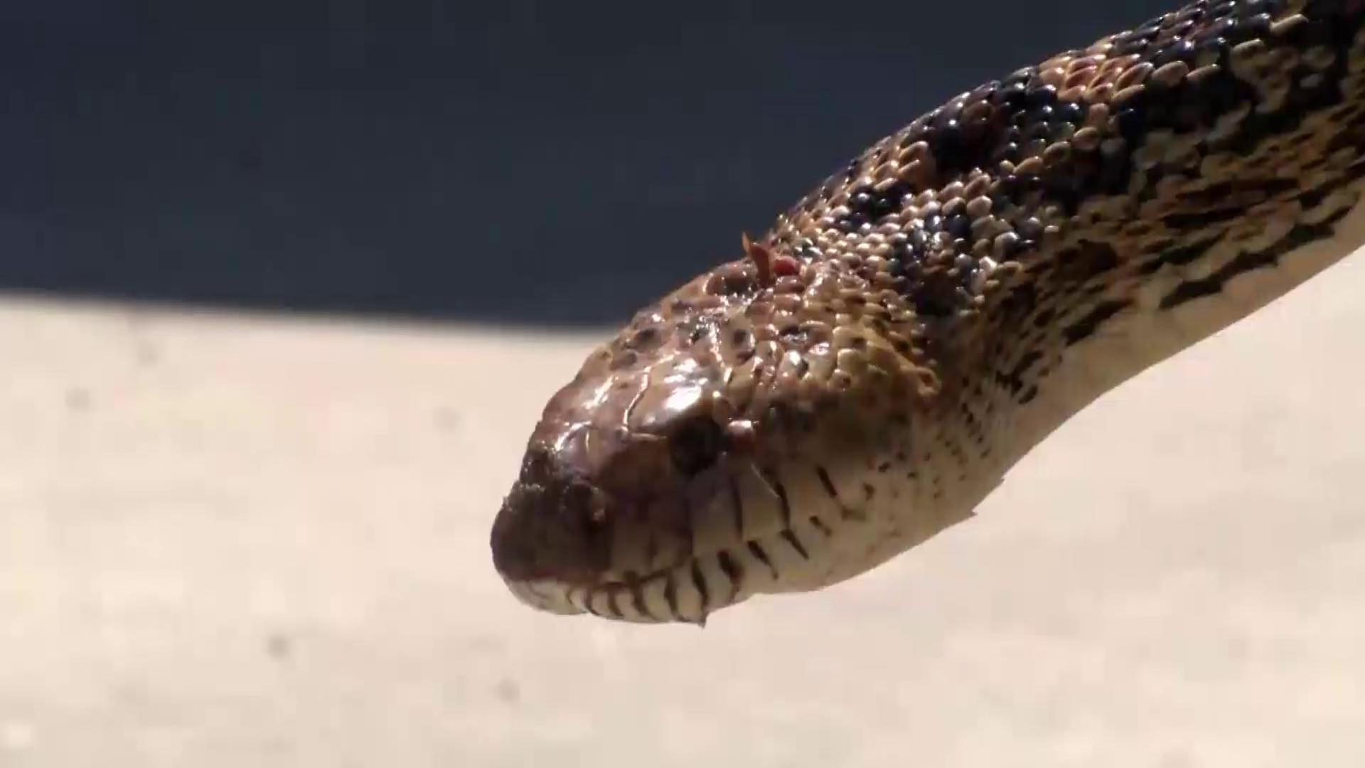 Scientists discover how snakes can 'fly' | wtsp.com