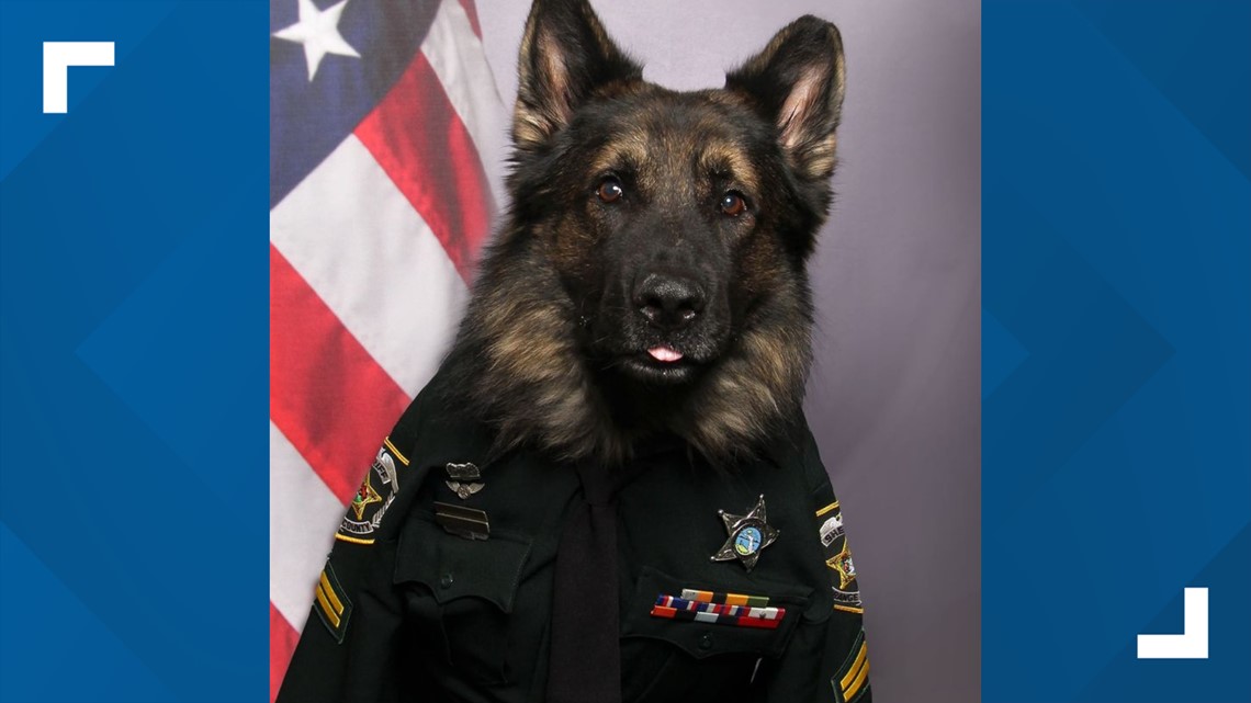 Orange County Sheriff's Office K-9 Chico ID photo | wtsp.com