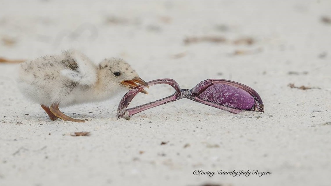 These disturbing photos show how birds are eating our plastic | wtsp.com