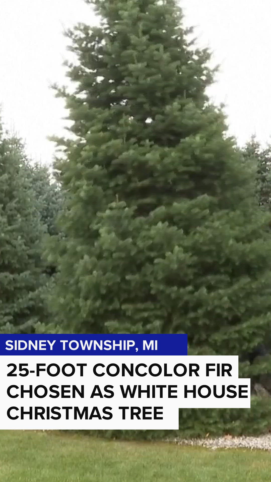 25-foot Concolor fir from Michigan farm selected as White House ...