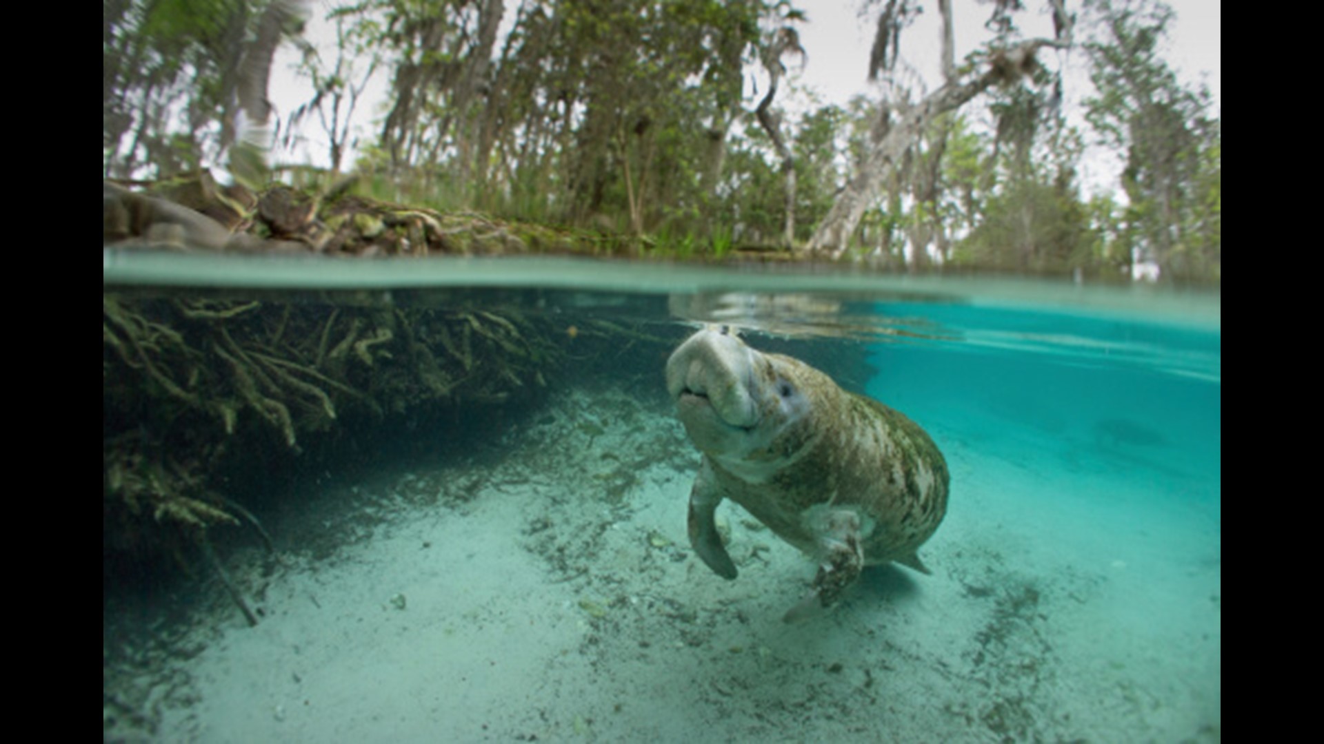 How to celebrate Manatee Appreciation Day | wtsp.com