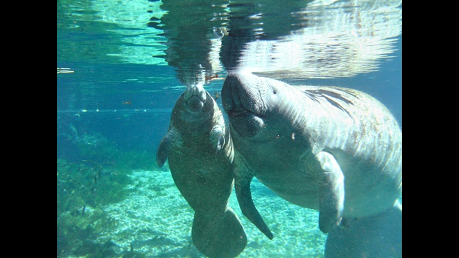 How to celebrate Manatee Appreciation Day | wtsp.com