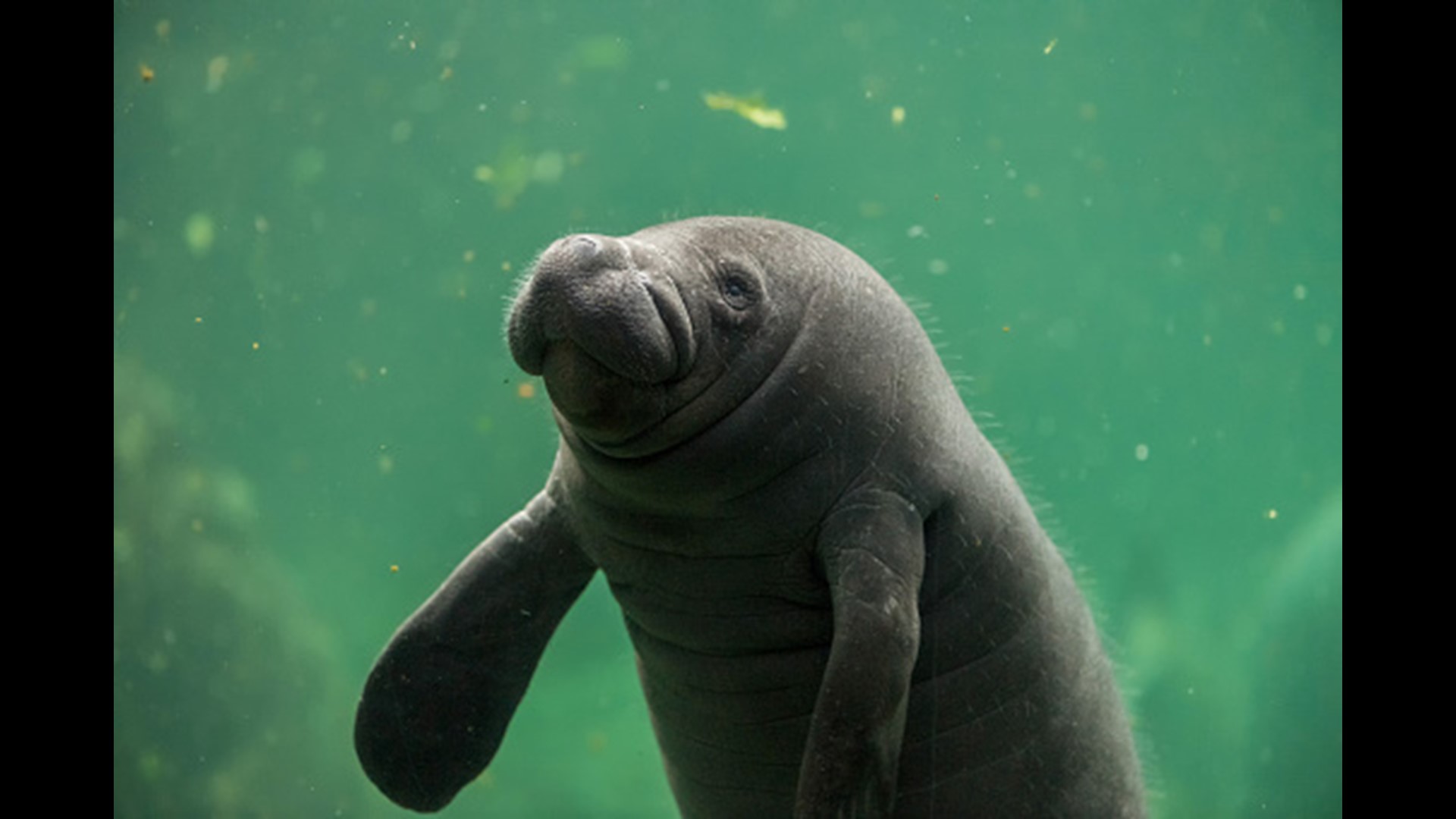 How to celebrate Manatee Appreciation Day | wtsp.com