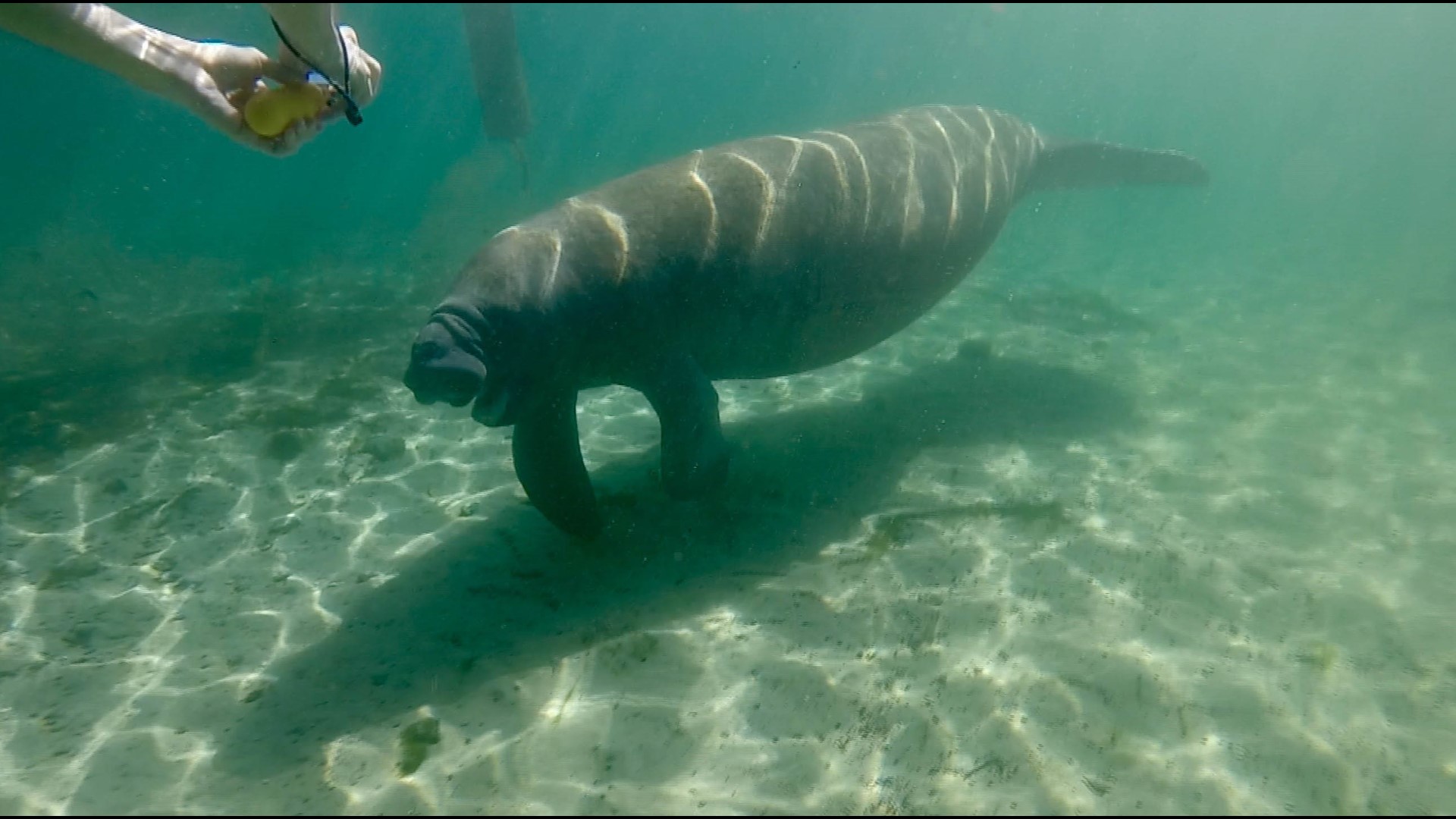How to celebrate Manatee Appreciation Day | wtsp.com
