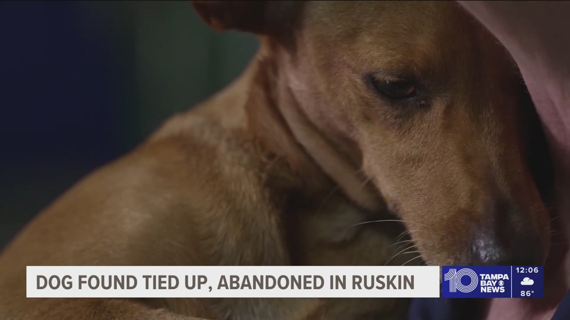 Ruskin dog found with paws tied up on side of road | wtsp.com