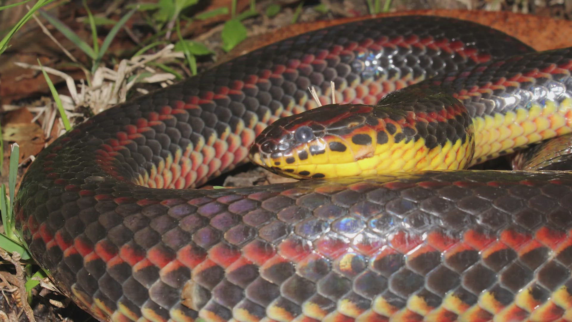 FWC asks support in rare rainbow snake sightings | wtsp.com