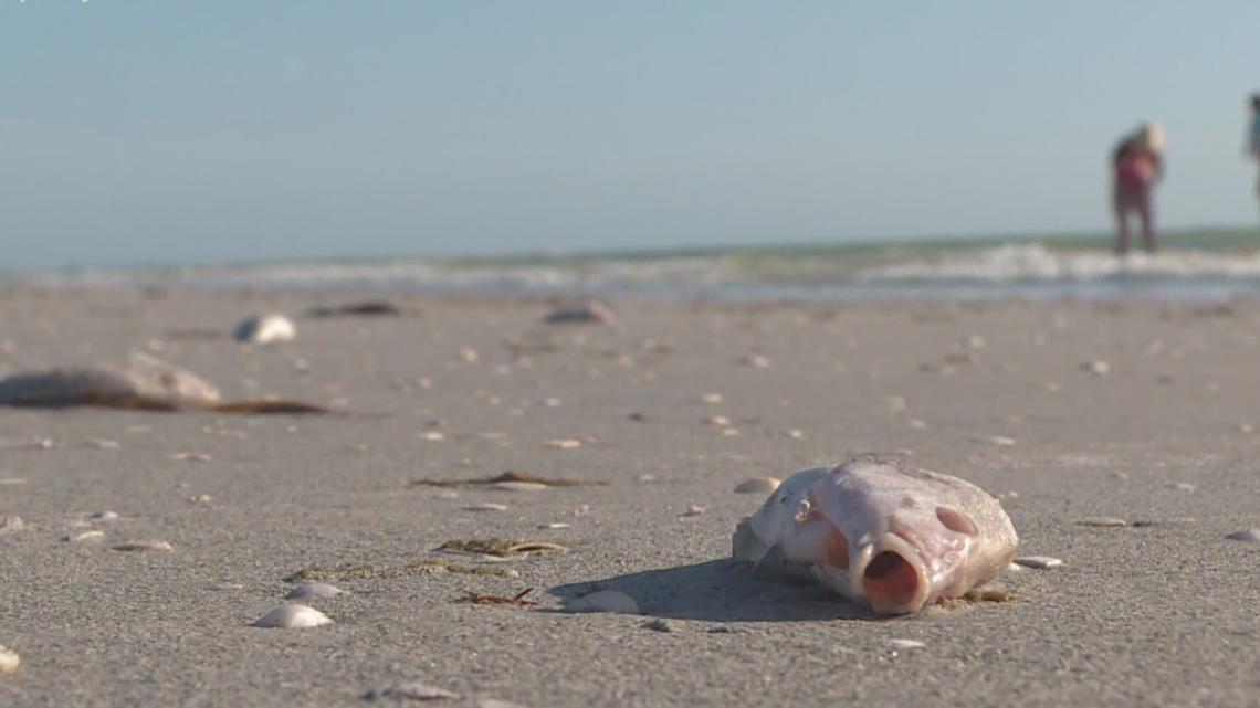 How bad is red tide in St. Pete? | wtsp.com