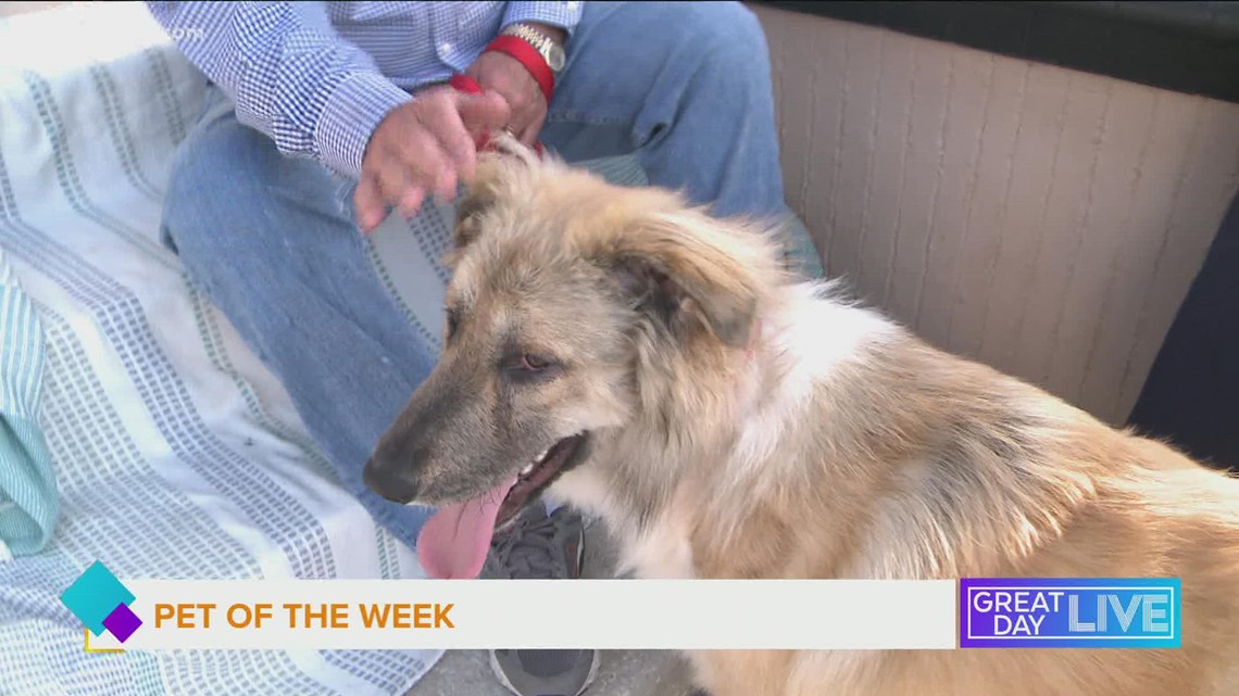 Pet of the Week: Owen | wtsp.com