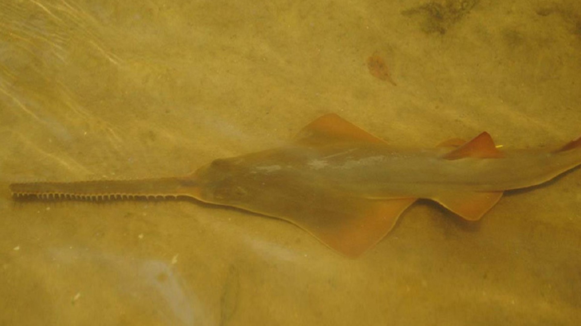 Florida man fined $2000 for killing endangered smalltooth sawfish ...