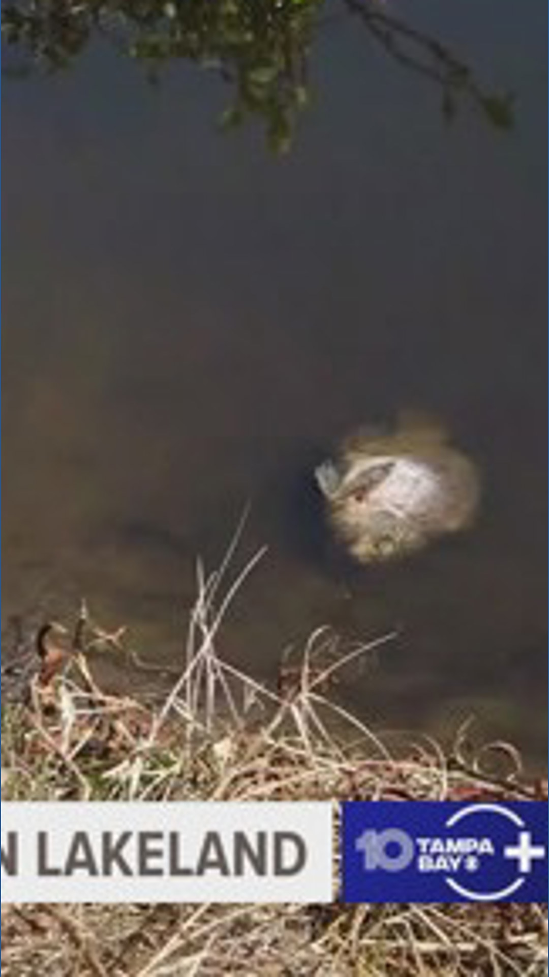 Cold snap blamed for massive fish kill at Circle B Bar Reserve in ...
