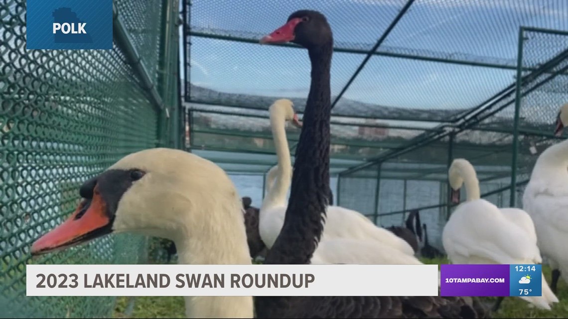2023 swan roundup begins in Lakeland | wtsp.com