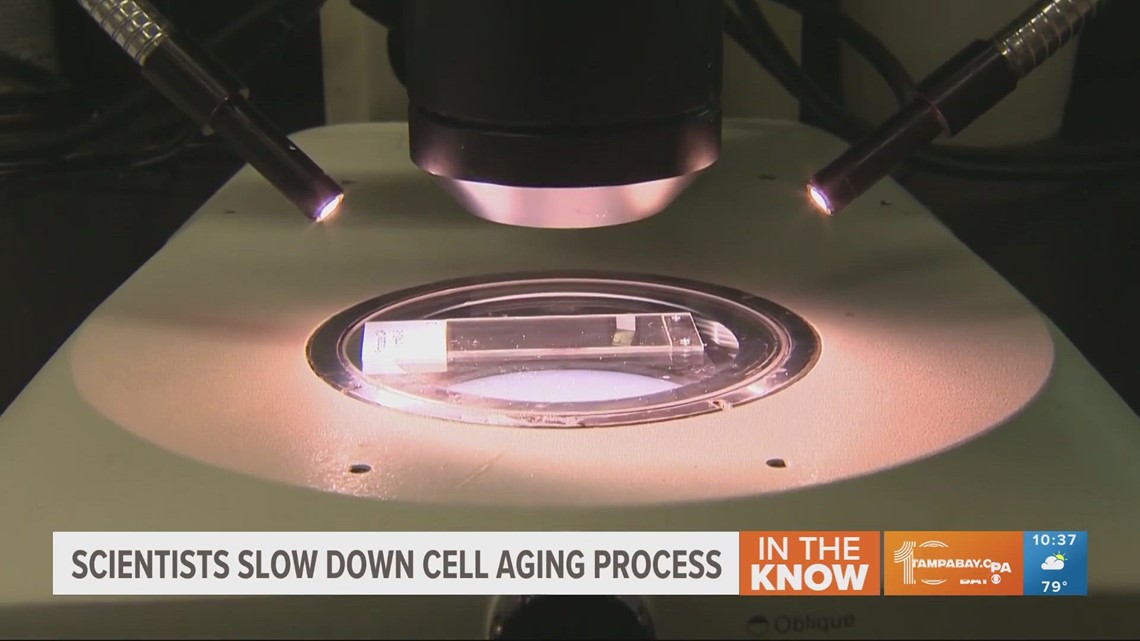 Scientists slow down cell aging process | wtsp.com