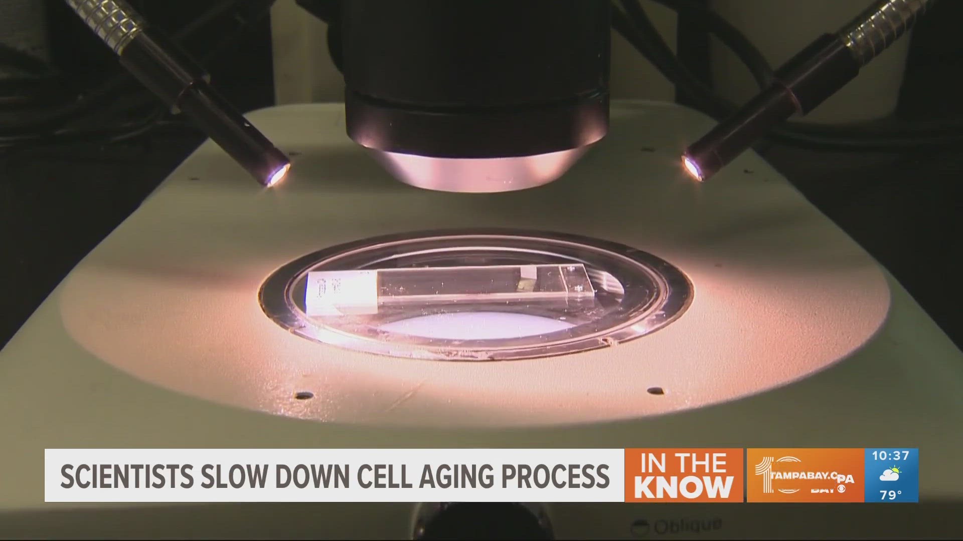 Scientists slow down cell aging process | wtsp.com Scientists slow down cell aging process | wtsp.com