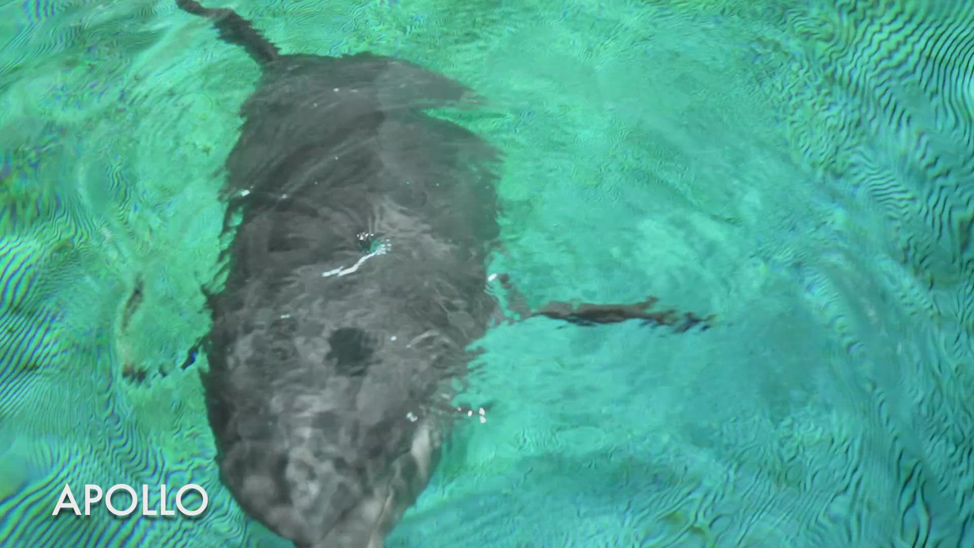 CMA dolphins Apollo, Hope and PJ meet for the first time | wtsp.com