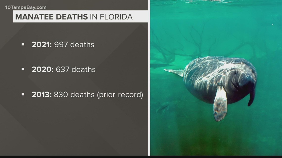 Manatee deaths in Florida are on the verge of reaching 1,000 | wtsp.com