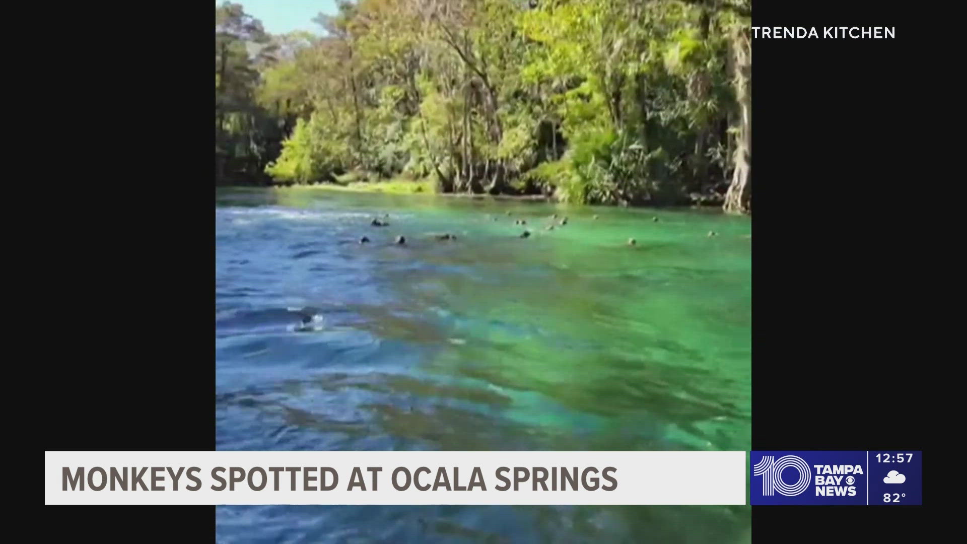 Here's how to get rid of invasive Cuban tree frogs | wtsp.com