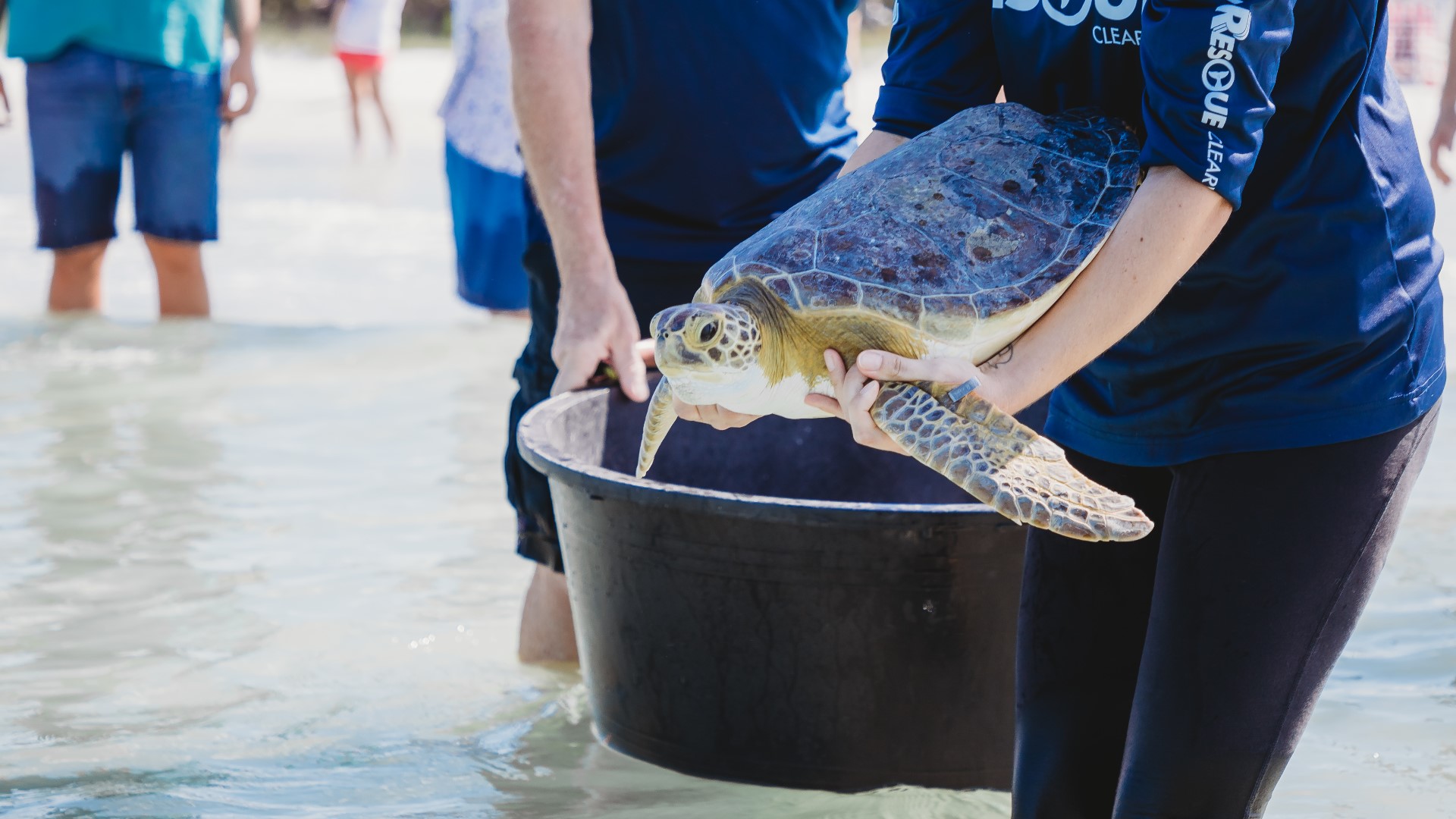 Juvenile green tea turtle released back into the wild | wtsp.com