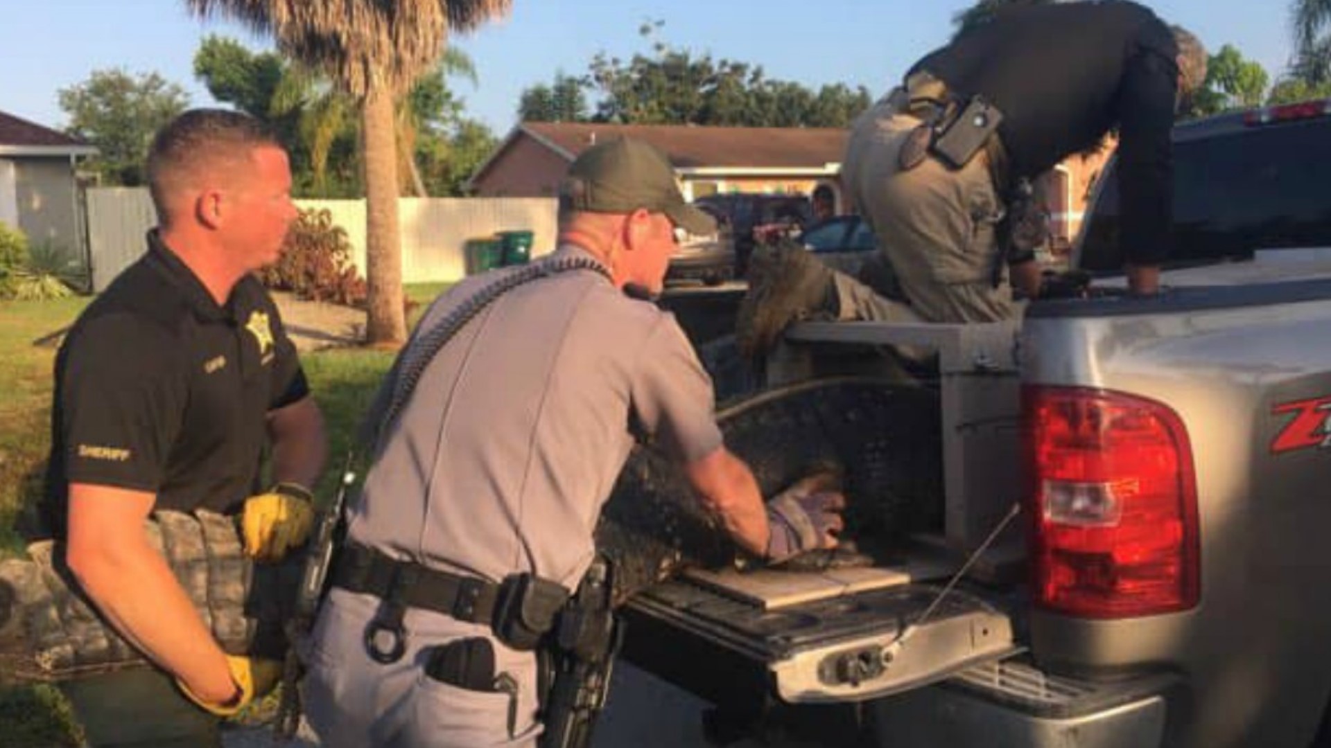 Collier County Sheriff's Office wrangles 9-foot gator at school bus ...