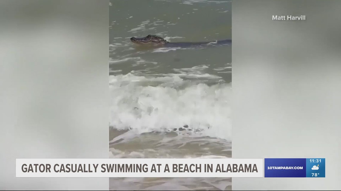 Just chilling: Alabama beachgoers spot big gator relaxing in the surf ...
