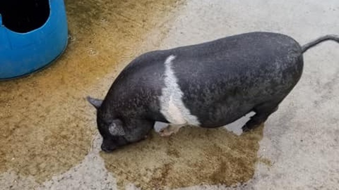 Missing a pig? Pasco Sheriff's Office looking for its owner | wtsp.com