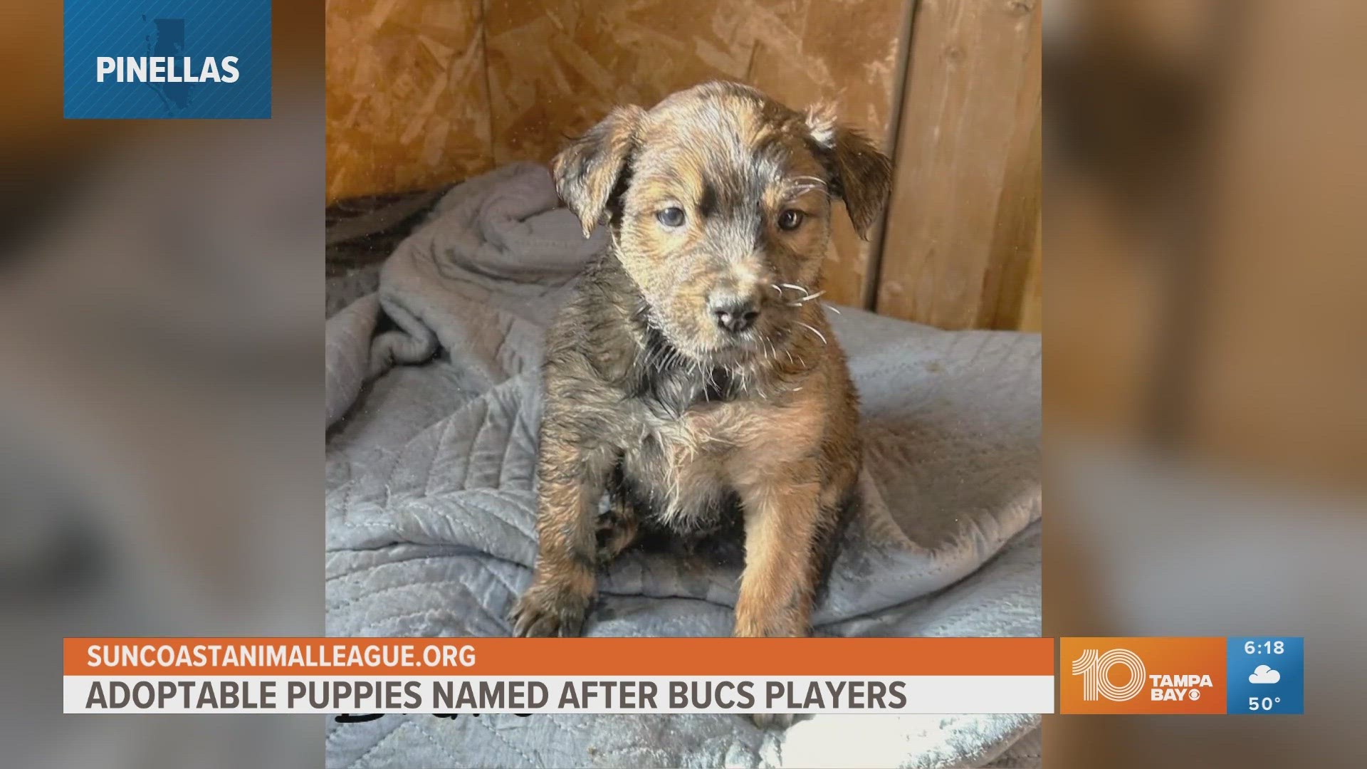 Suncoast Animal League names adoptable puppies after Bucs players ...