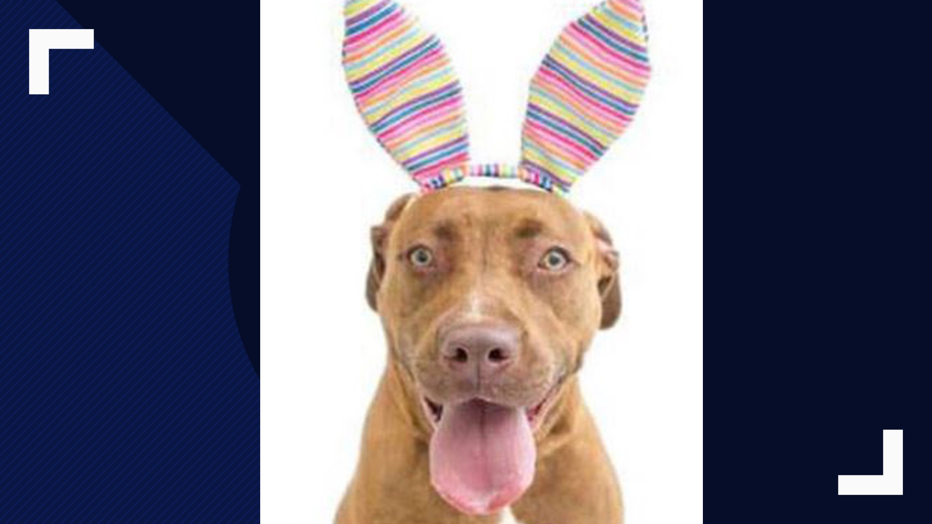 Dog given up for being 'too nice' up for adoption | wtsp.com