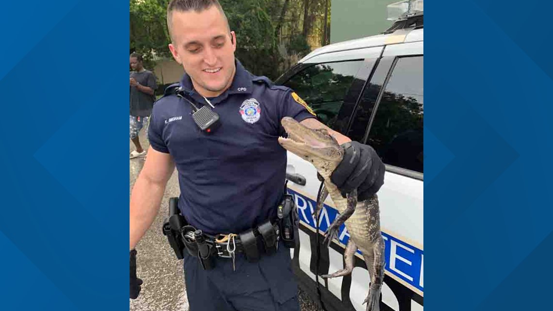 Police officer becomes a temporary gator wrangler | wtsp.com