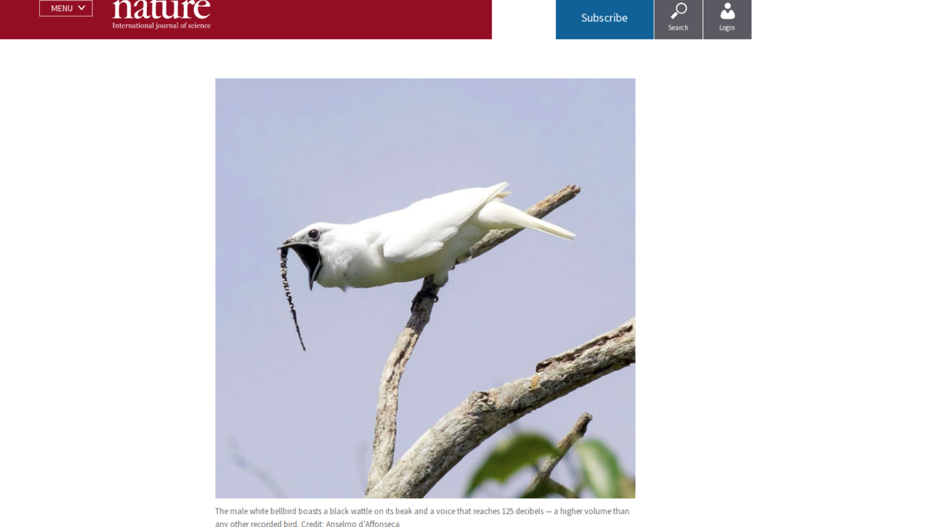 World's loudest bird can screech as loud as a rock concert | wtsp.com
