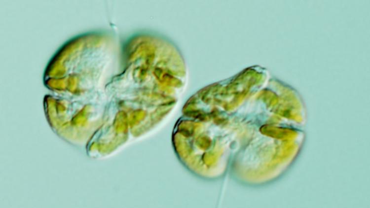 What causes red tide? Research examines human impact | wtsp.com