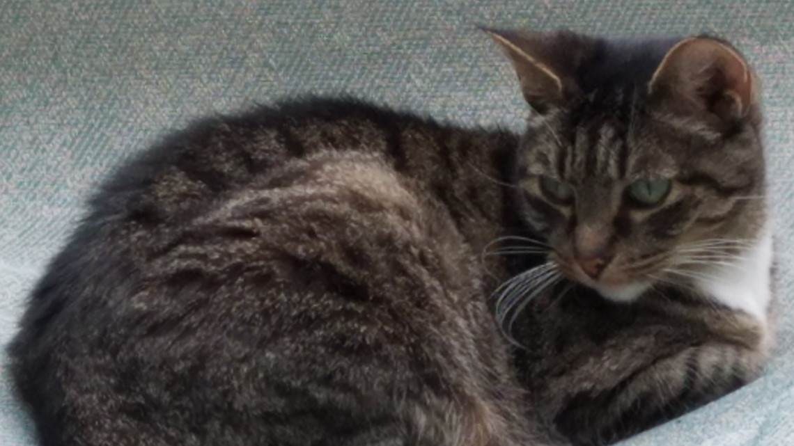 Owner upset after cat put down without her permission | wtsp.com