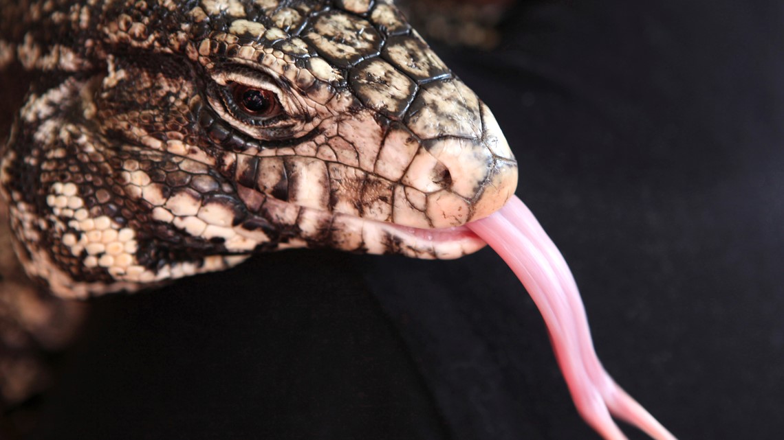 Tegu lizard spotted in North Lakeland neighborhood | wtsp.com