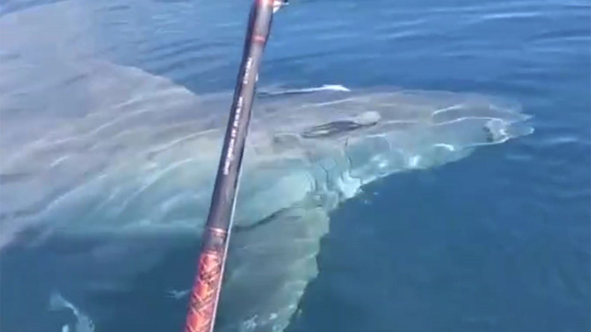 FWC looks to make changes to shark fishing | wtsp.com