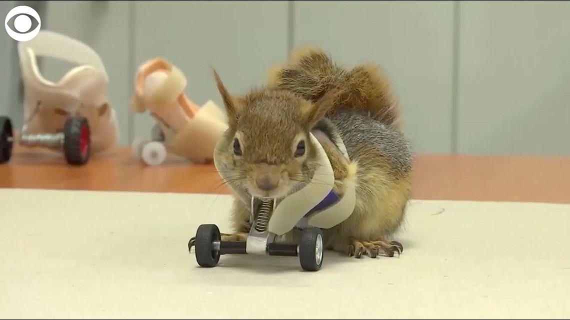 Squirrel gets prosthetic wheels after losing arms in trap | wtsp.com