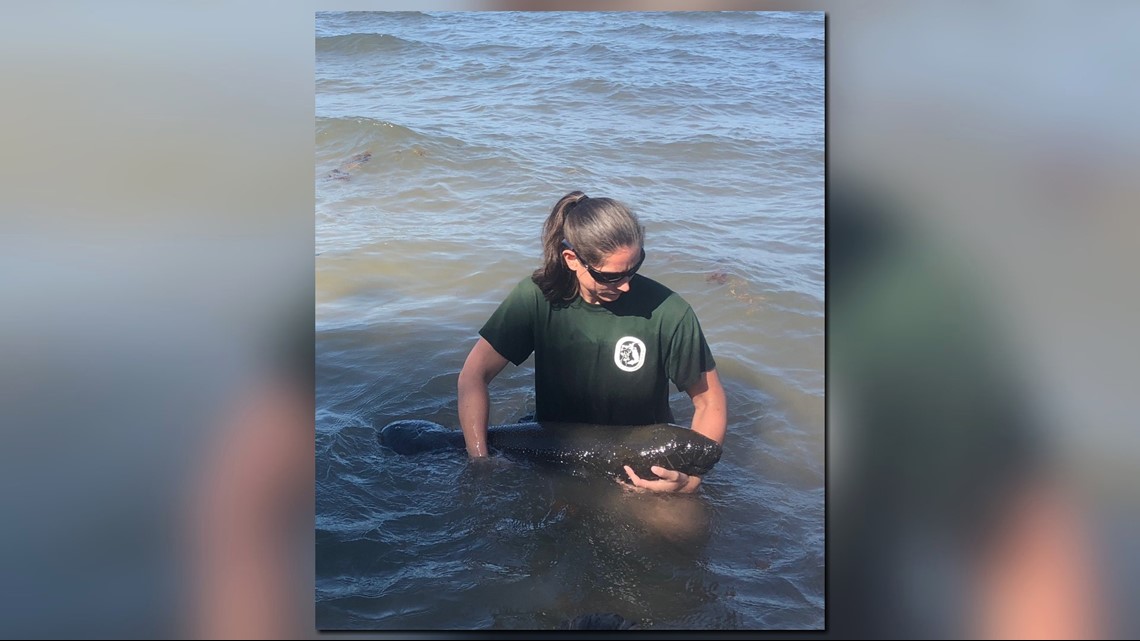Baby manatee rescued in Florida thanks to family’s tip | wtsp.com